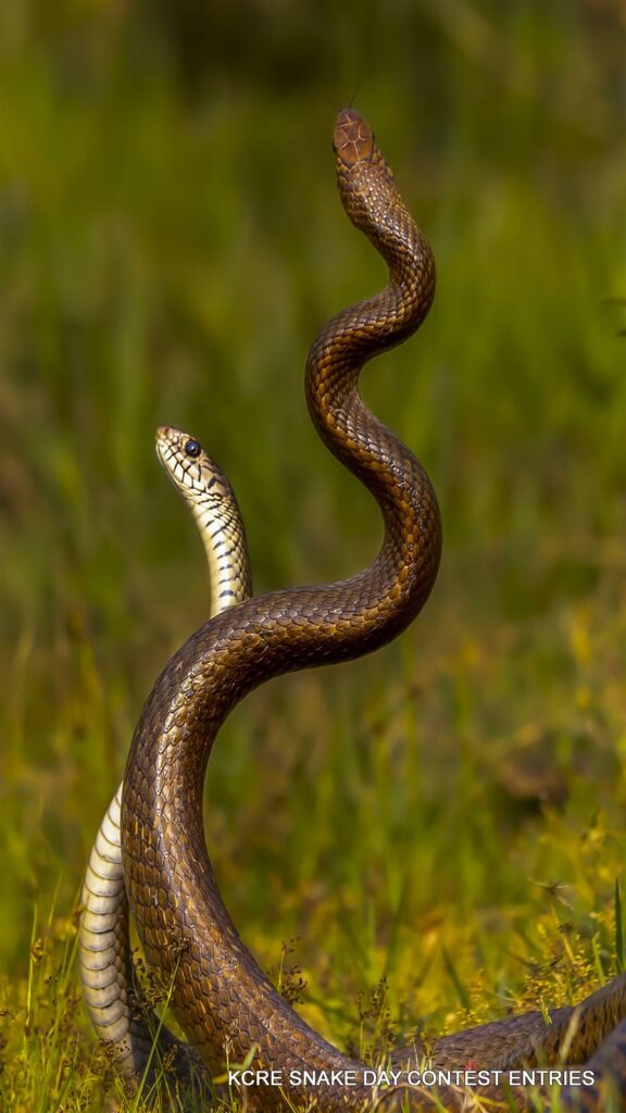 SNAKE DAY PHOTOGRAPHY CONTEST - kalingacre